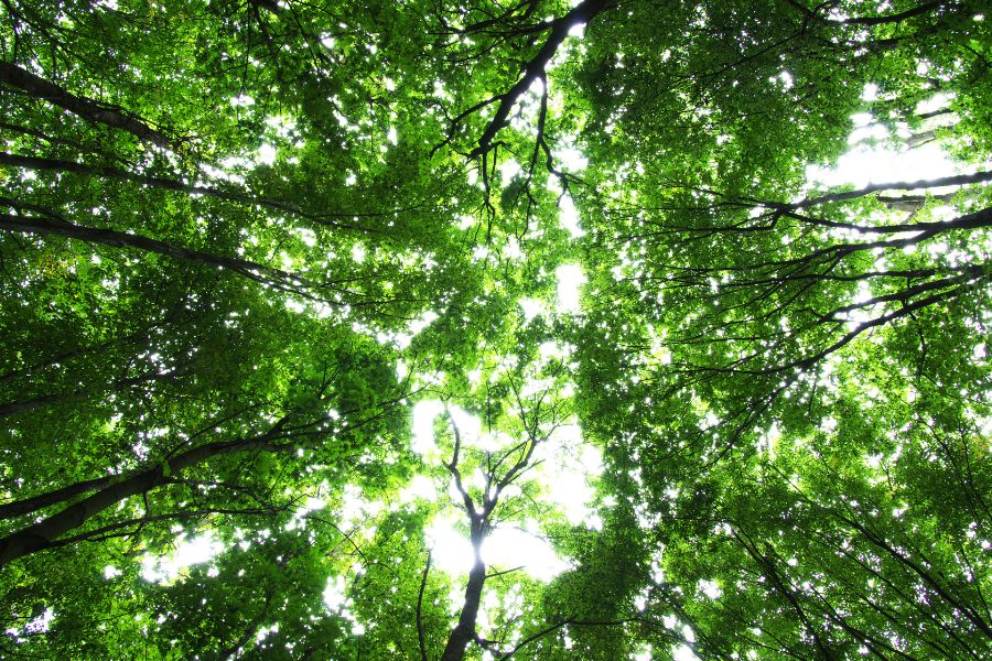 Projekt: Tiny Forests